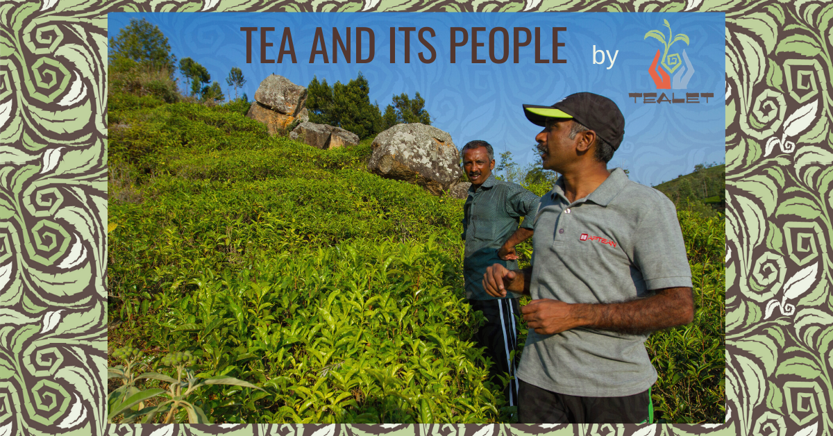 Tea and Its People - A Community and Retail Website for Tealet Network